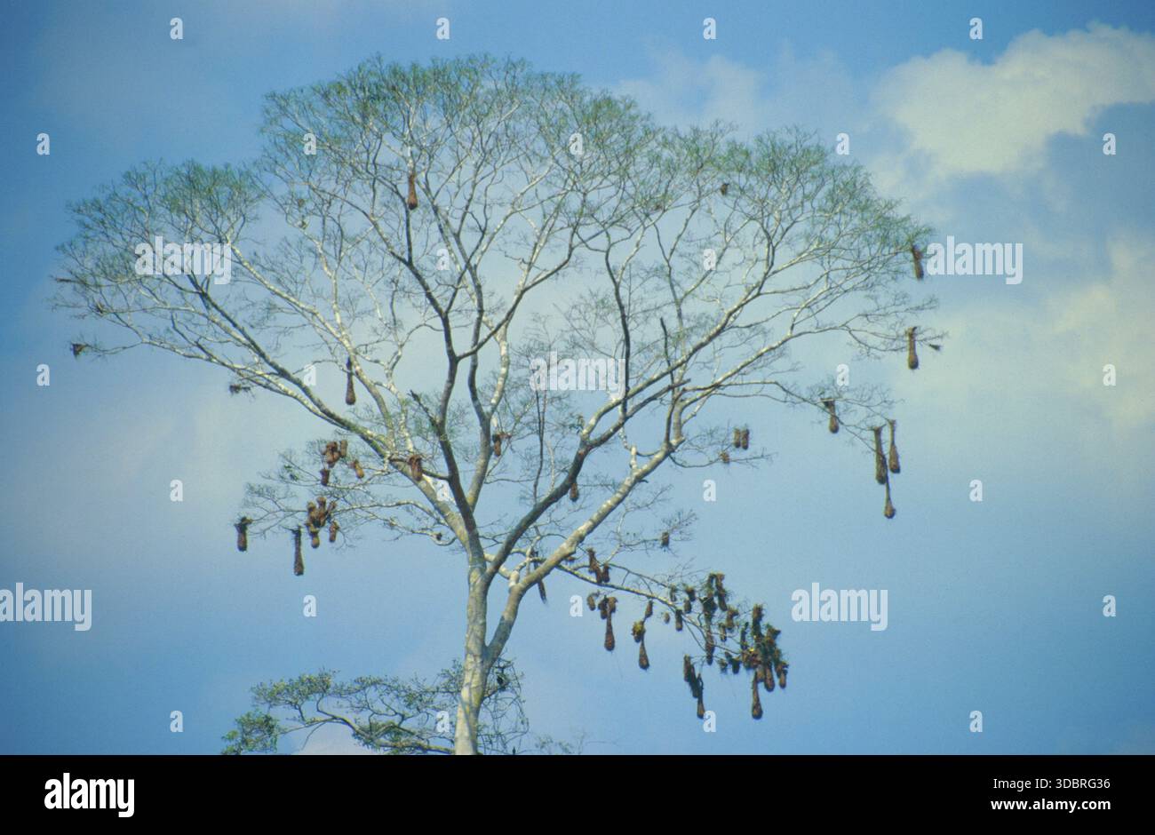 Tree with bird nests on Rio Tambopata, Amazon basin, Peru, South ...