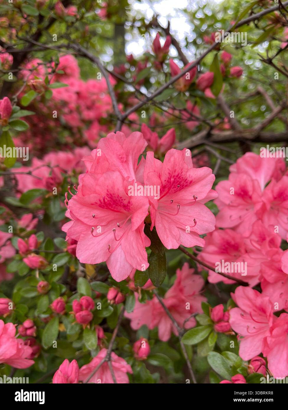 Colorful blossoms bring life and joy to Central Park, NYC Stock Photo ...