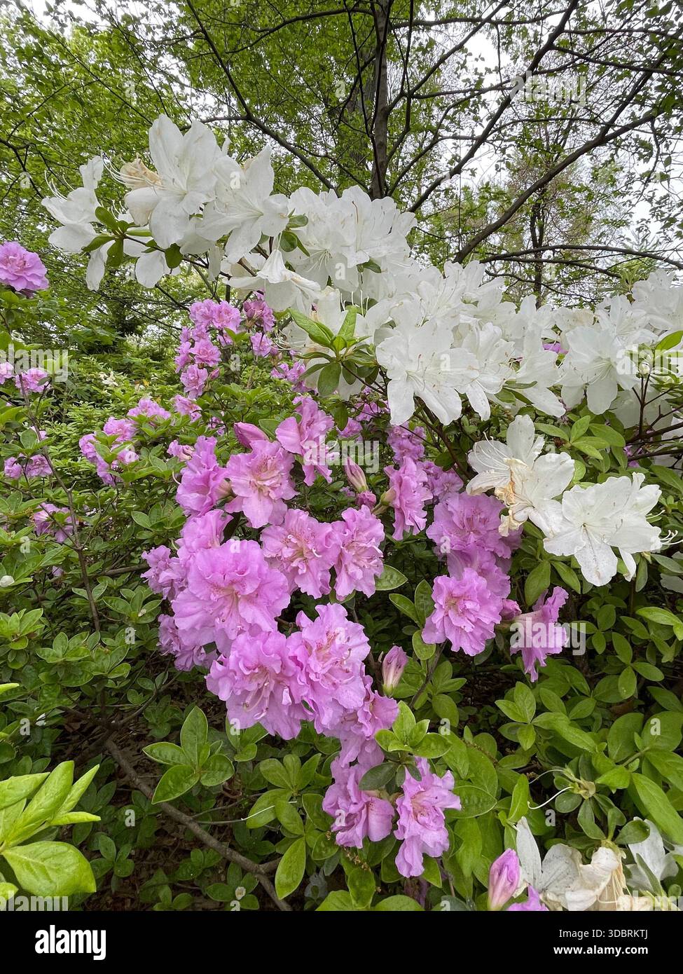 Colorful blossoms bring life and joy to Central Park, NYC Stock Photo ...