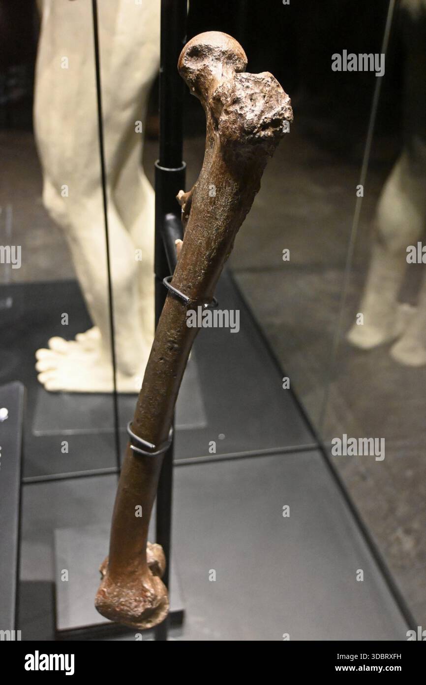 Photo shows a thigh bone fossil of a "Java Man" at the National Museum ...