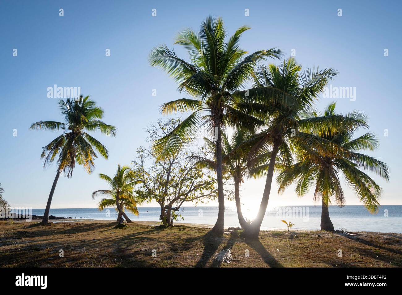 Coconut trees beside beach, Lomani Island Resort, Malolo Lailai Island ...