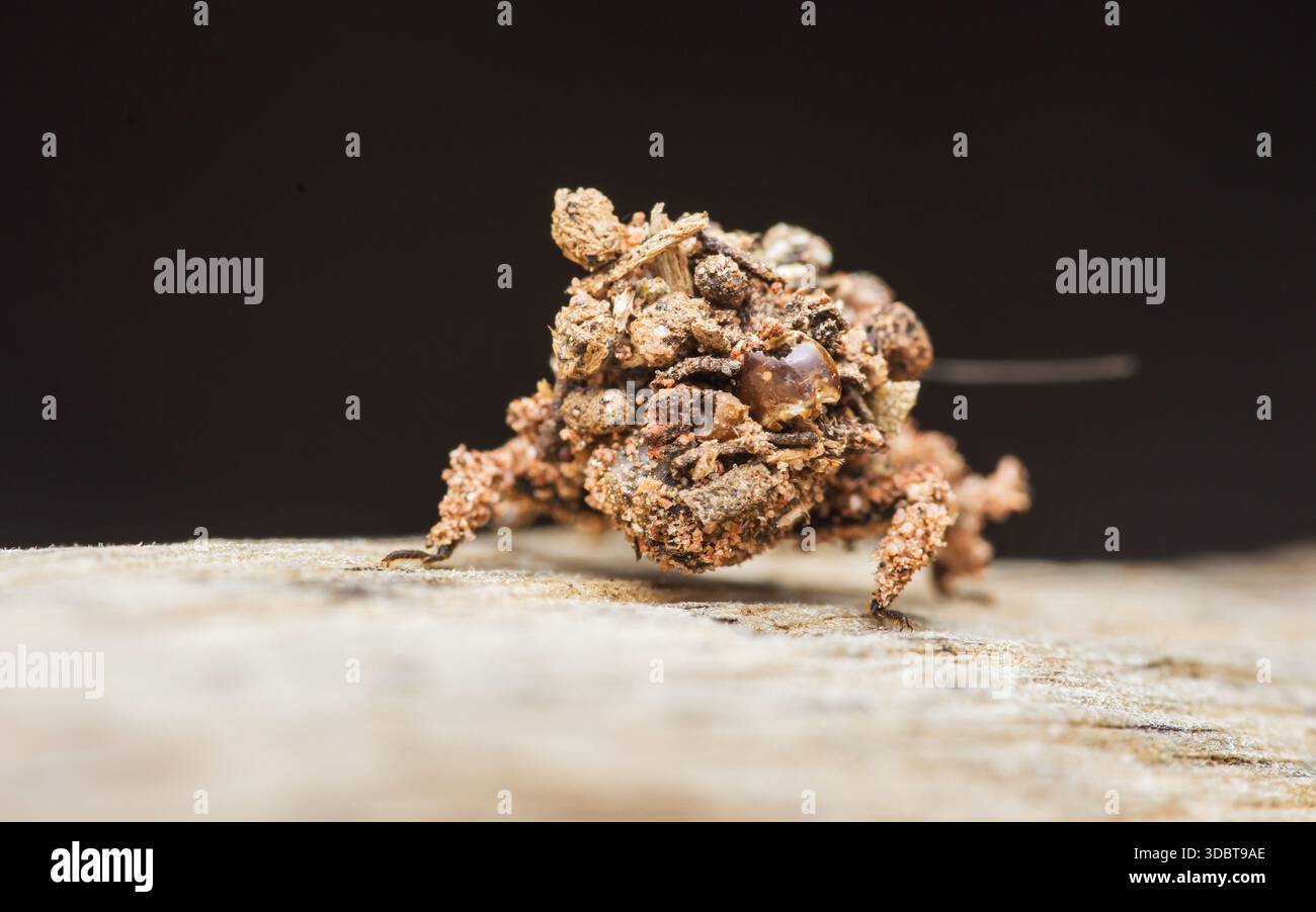 Masked hunter nymph camouflaging its body with organic debris and dust ...
