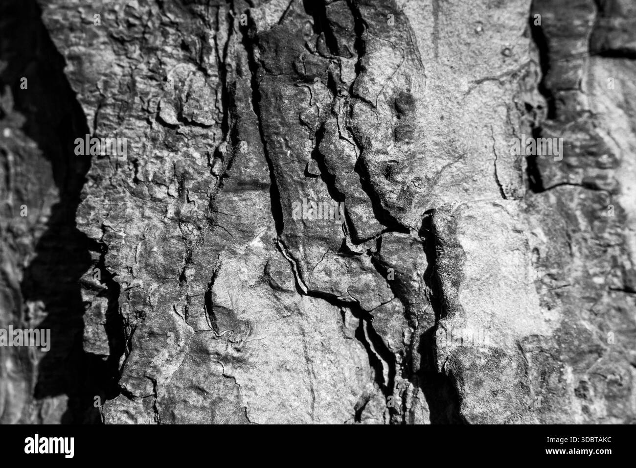 Irregular wood Black and White Stock Photos & Images - Alamy