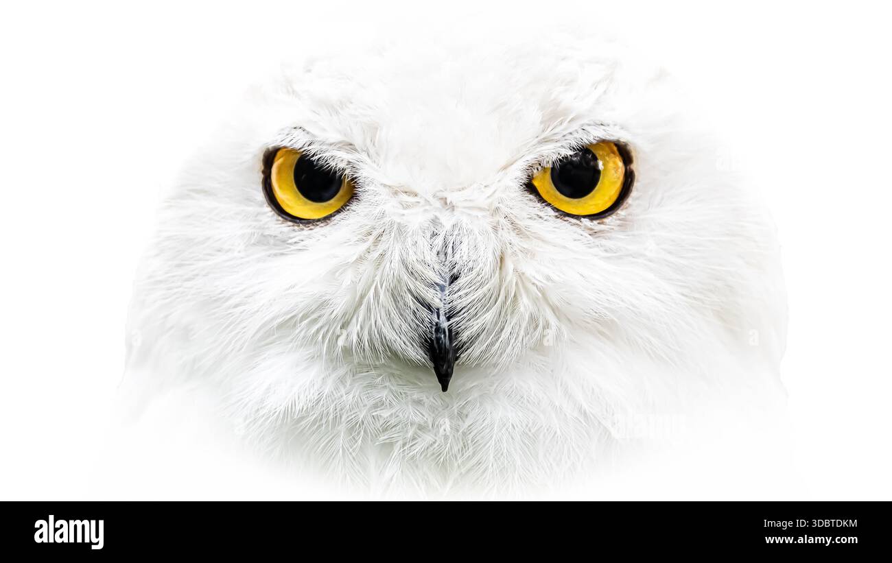 Majestic snowy owl staring into camera hi-res stock photography and ...