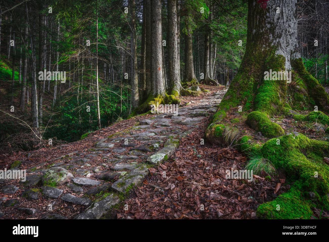 Historic stone paved trail, part of the Circuito delle Cappelle ...