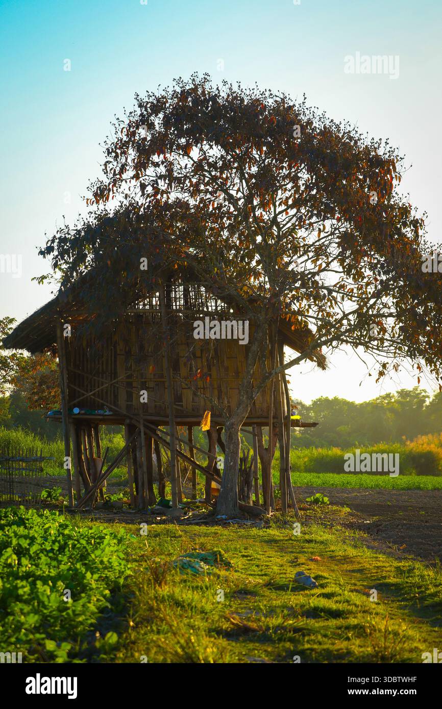 Traditional rural bamboo house built on stilts beneath a tree ...