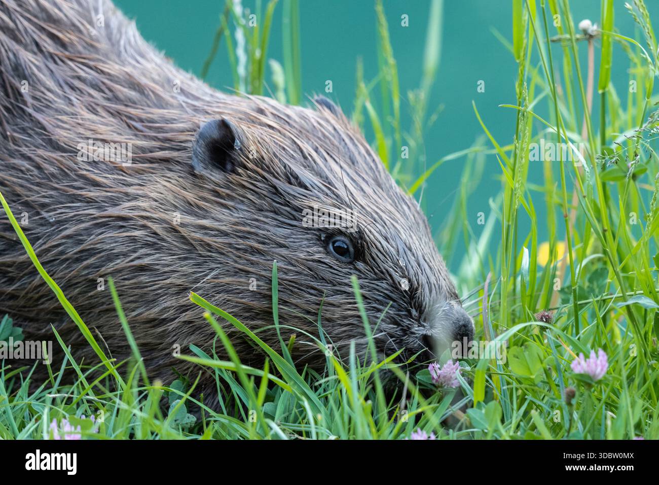Beaver in green grass hi-res stock photography and images - Alamy