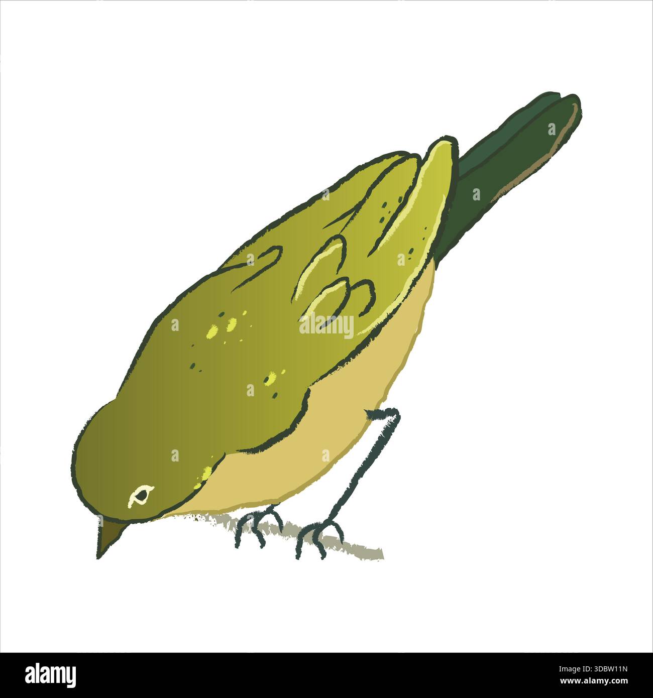 A japanese nightingale Stock Vector Images - Alamy