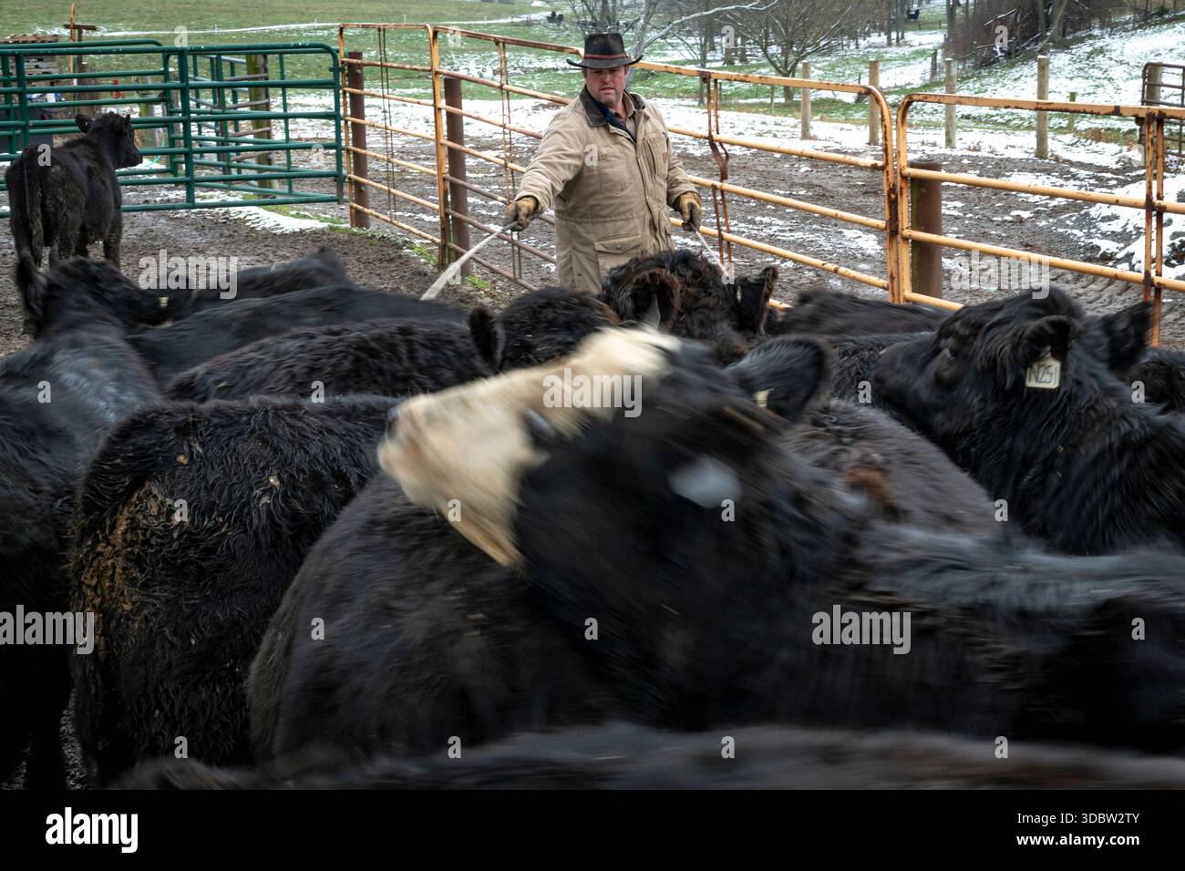 Josh Pyles sorts through a herd of calves at his farm in Henry County ...