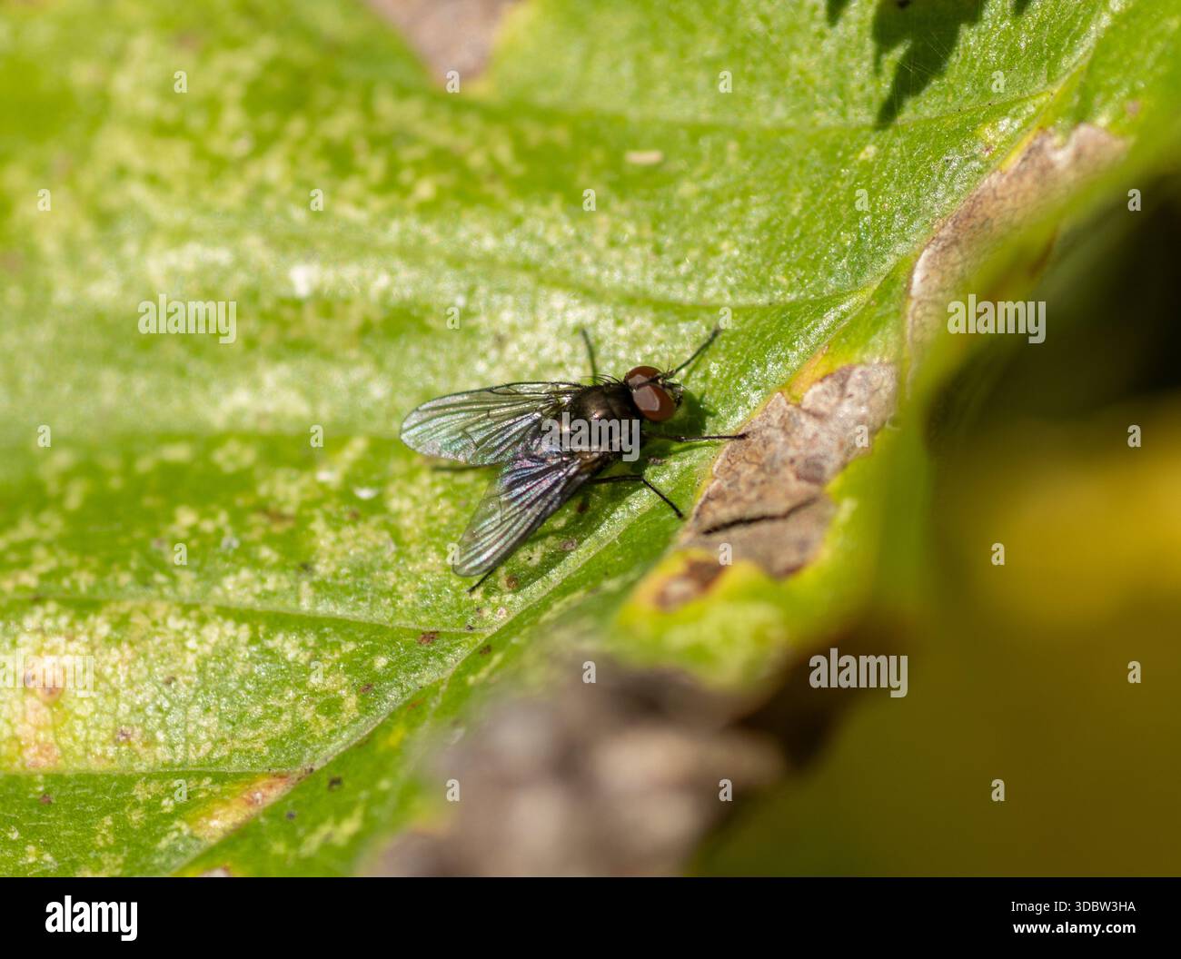 Big-eyed or big-headed fly family Pipunculidae resting on a Beech leaf ...