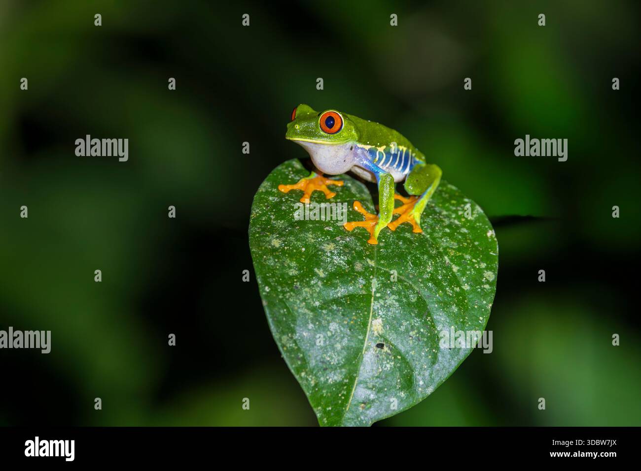 Red-eyed Tree Frog (Agalychnis callidryas) in Caribbean Lowlands of ...