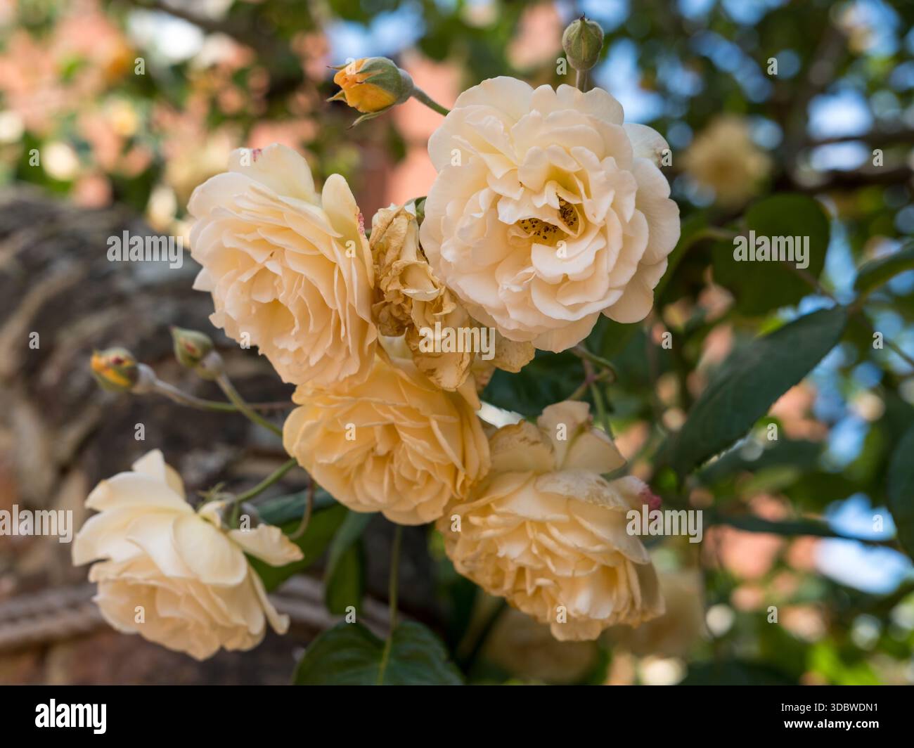 Cluster of pale apricot garden roses (Rosa sp.) in bloom, Guildford ...