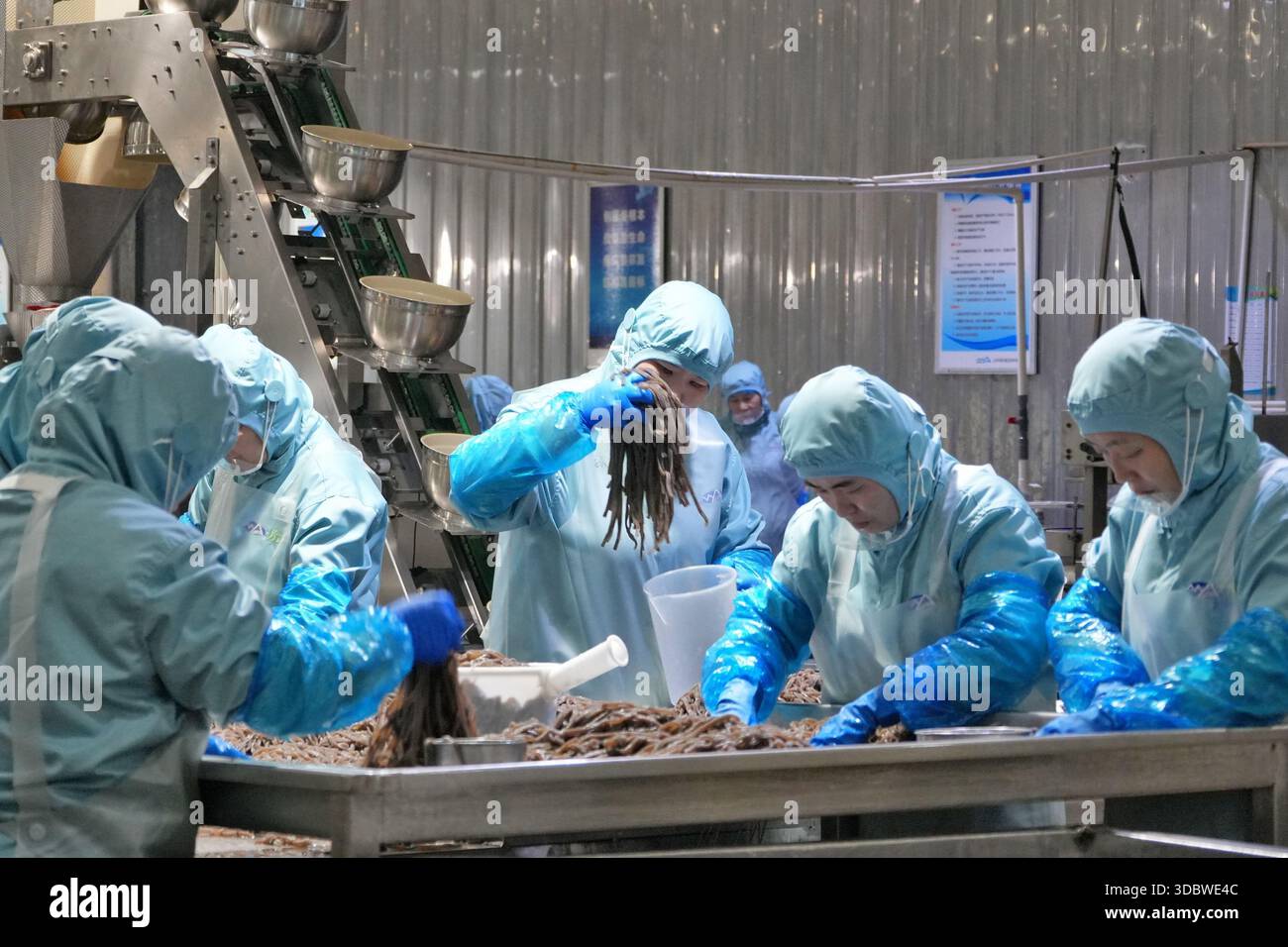 Workers make konjac-based products at a food processing plant in Dezhou ...