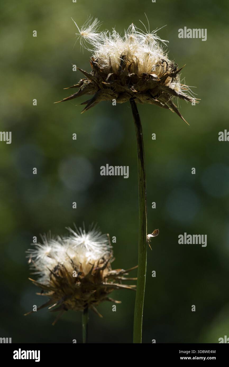Dried seed head seeds dead seedhead deadhead hi-res stock photography ...