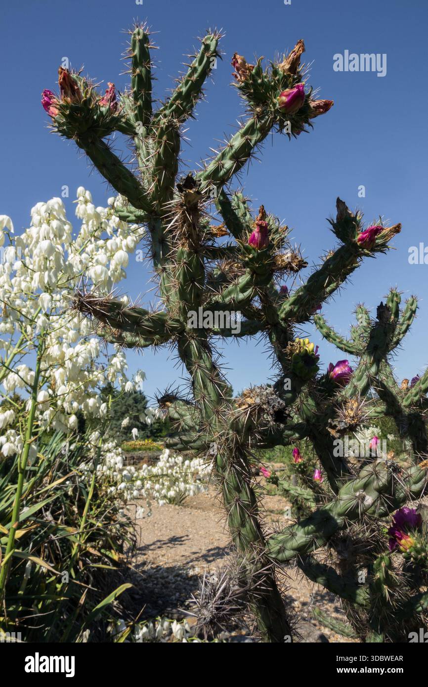 North American Desert plants Tree Cholla, Cane Cactus and Yucca Stock ...