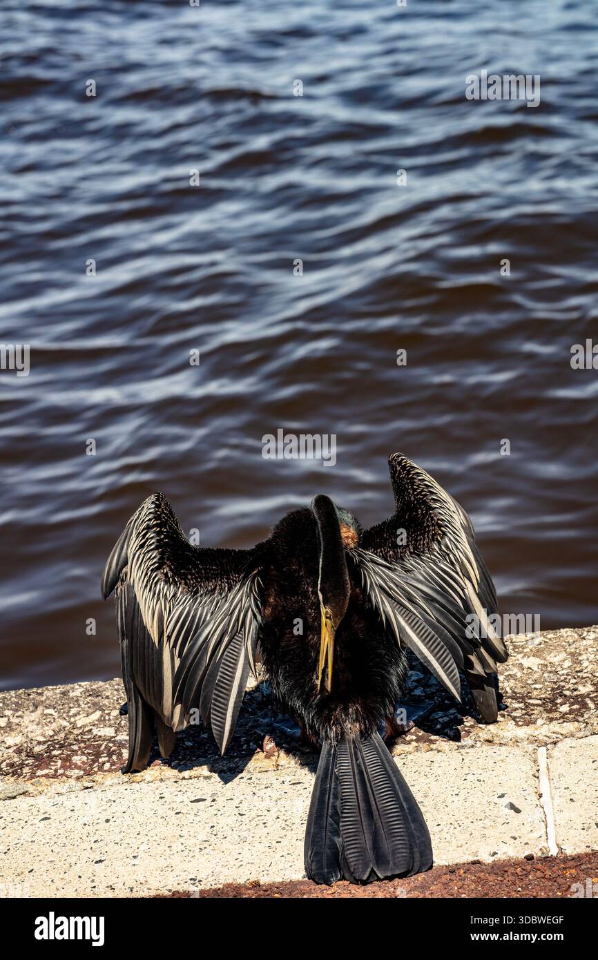 Eats a wide variety of fish hi-res stock photography and images - Alamy