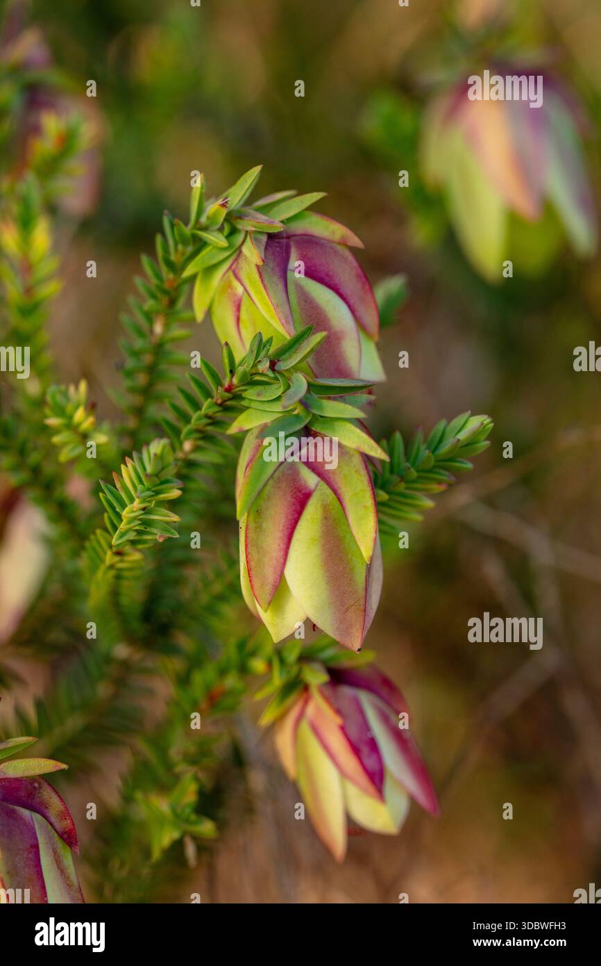 Darwinia carnea hi-res stock photography and images - Alamy