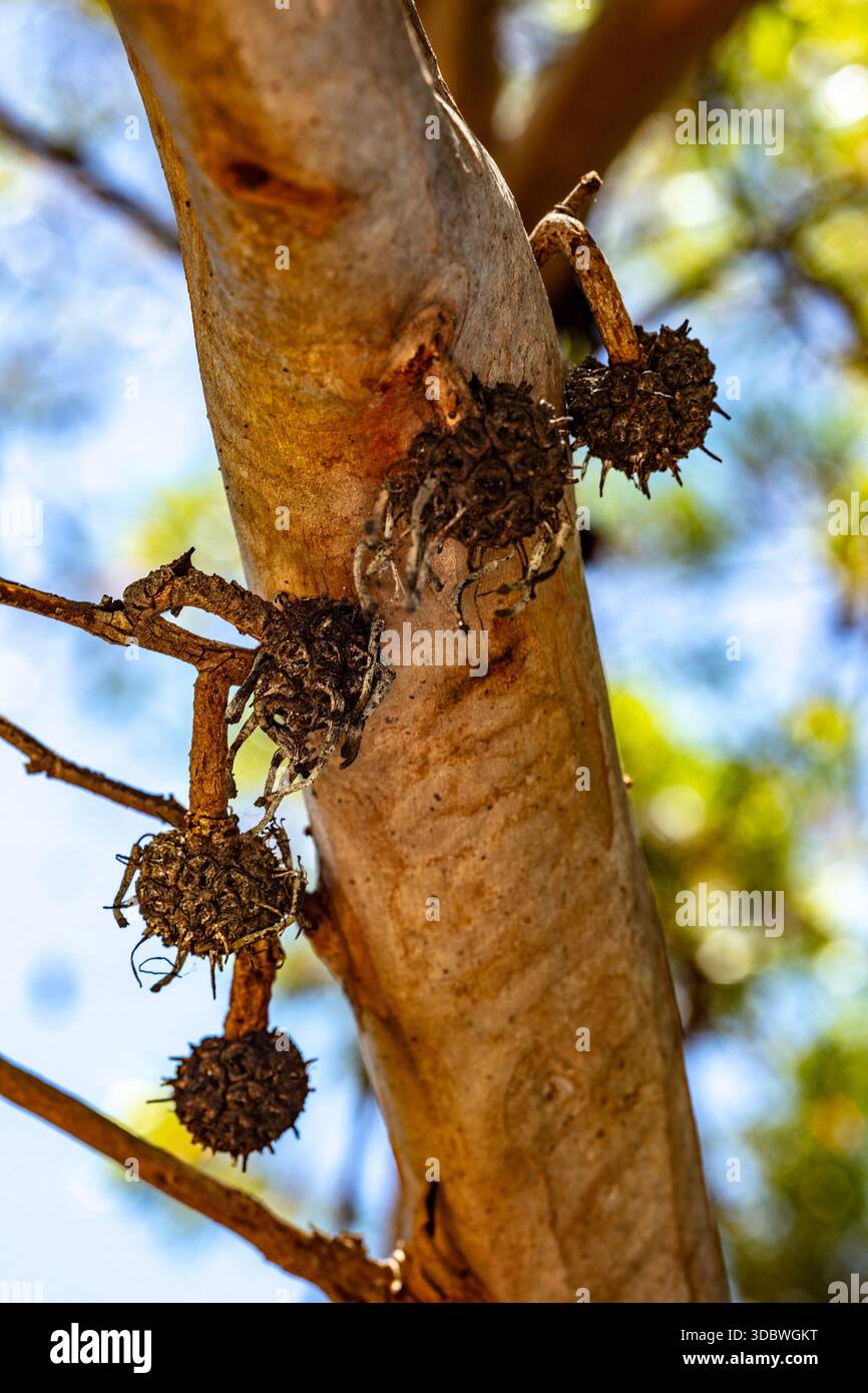 Found on coastal slopes creek lines cliff tops hi-res stock photography ...
