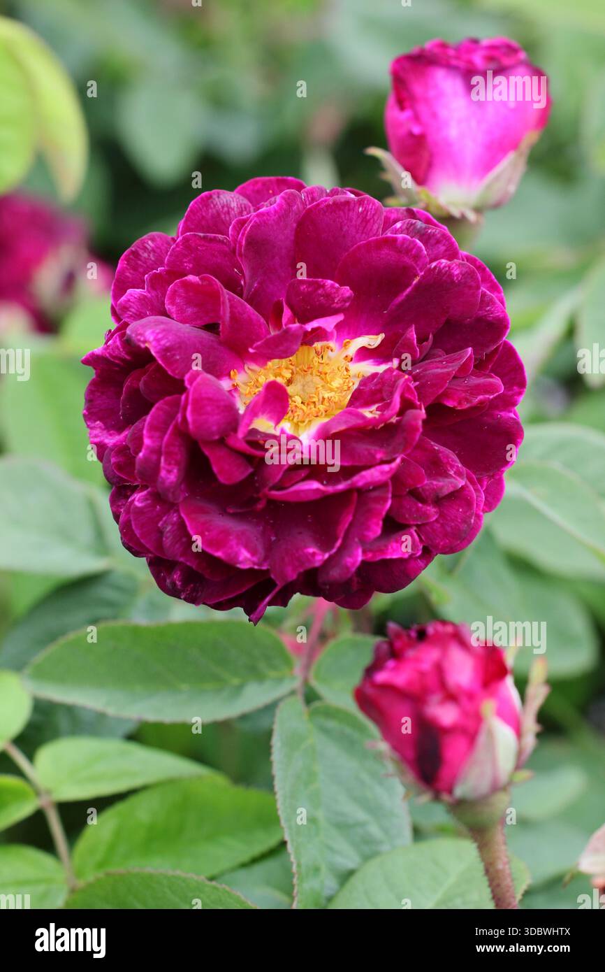 Rosa Tuscany Superb, an old, gallica semi double rose plant bearing ...