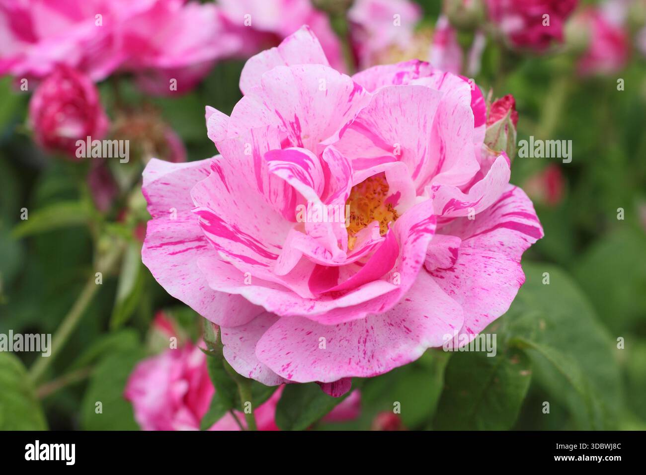 r gallica versicolor Stock Photo - Alamy