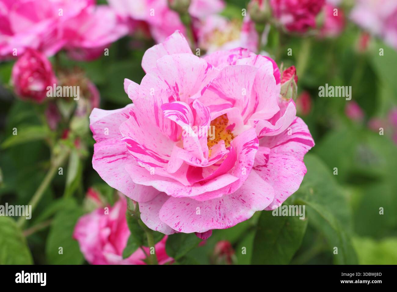 Rosa gallica 'Versicolor', also called Rosa Mundi, a striking fragrant ...