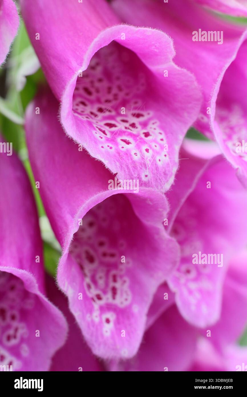 foxglove close up Stock Photo - Alamy