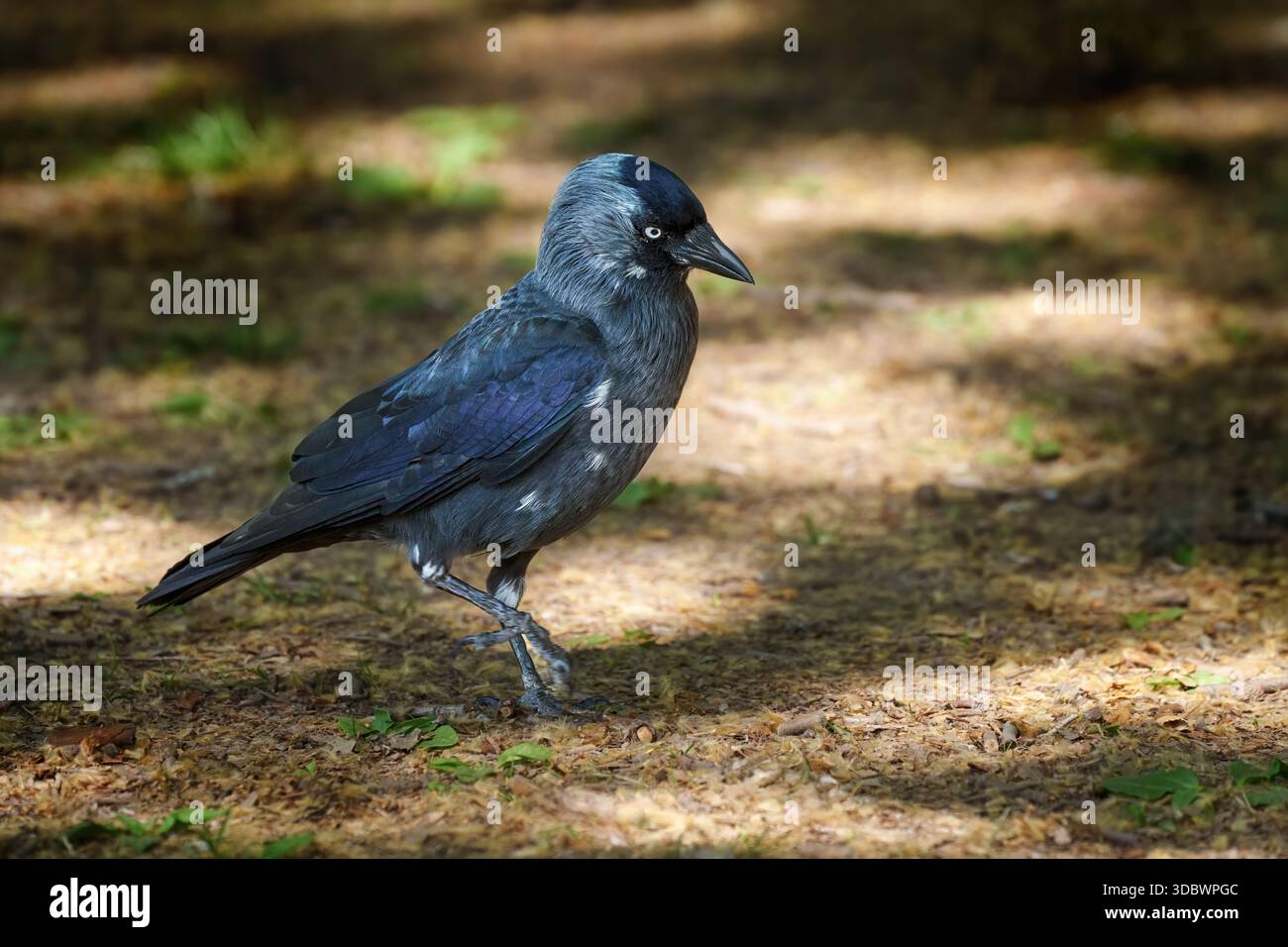 Western Jackdaw (Coloeus monedula, Corvus monedula) walking on semi ...