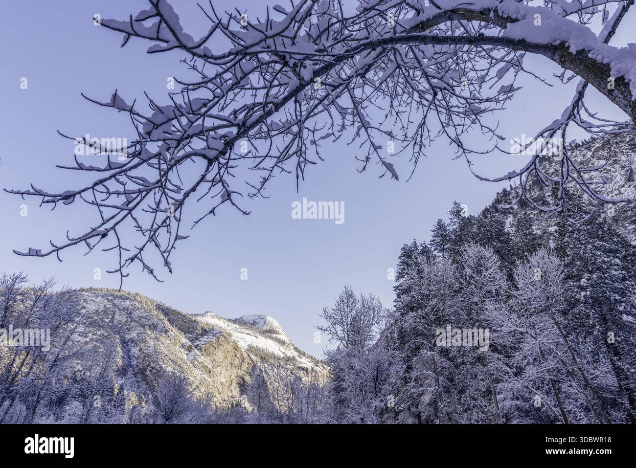 Snow laden branches framing hi-res stock photography and images - Alamy