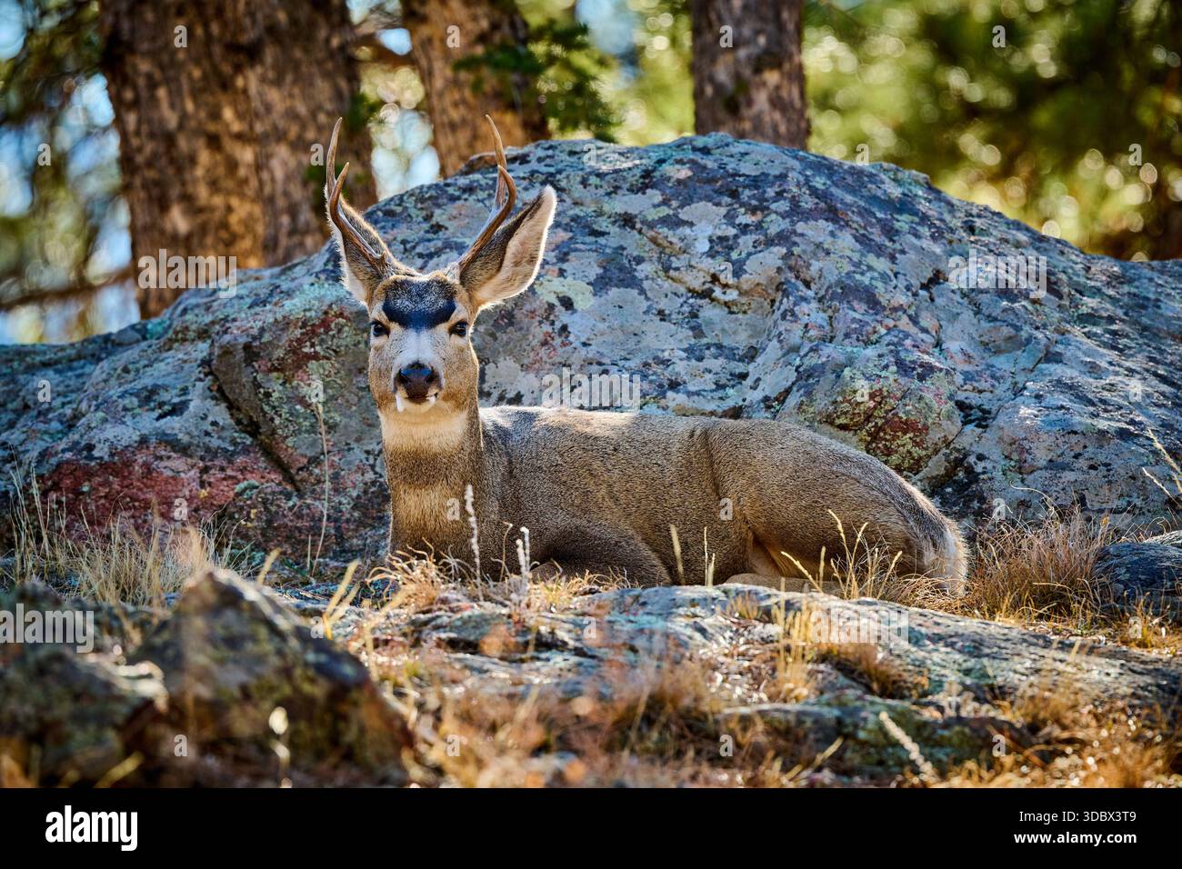 Male Mule Deer laying by a rocky outcropping at Rock Mountain National ...