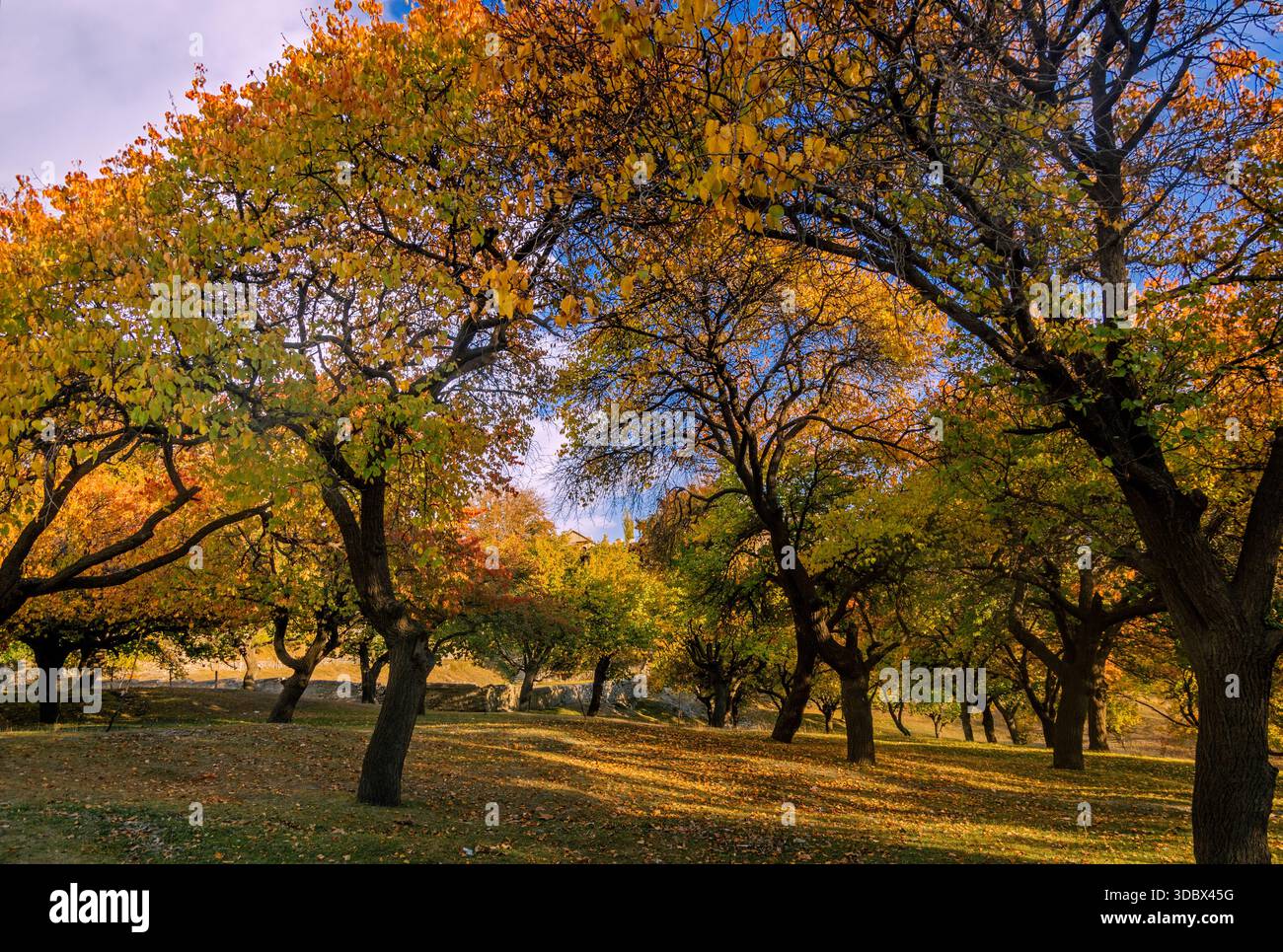 View of trees ablaze with autumn colors casting long shadows on the ...