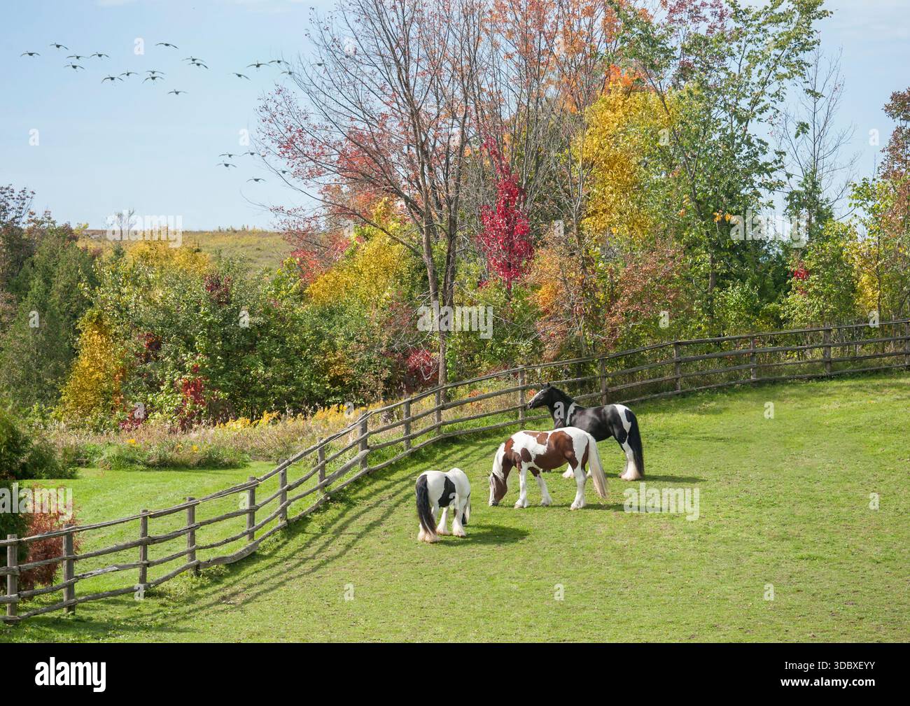 scenic autumn pasture with grazing Gypsy Vanner Horses and Sandhill ...