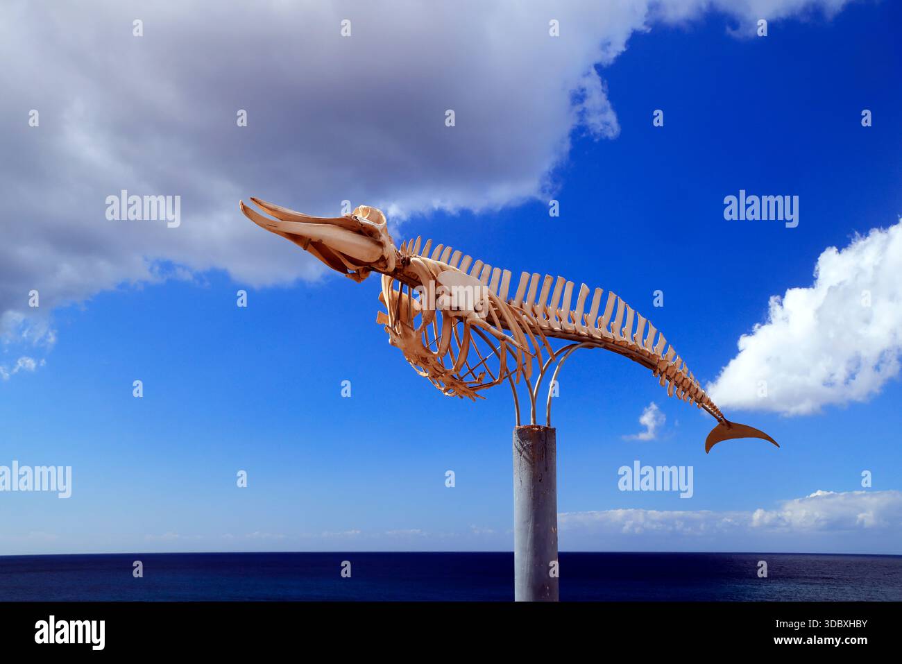 Complete preserved full skeleton bone bones hi-res stock photography ...
