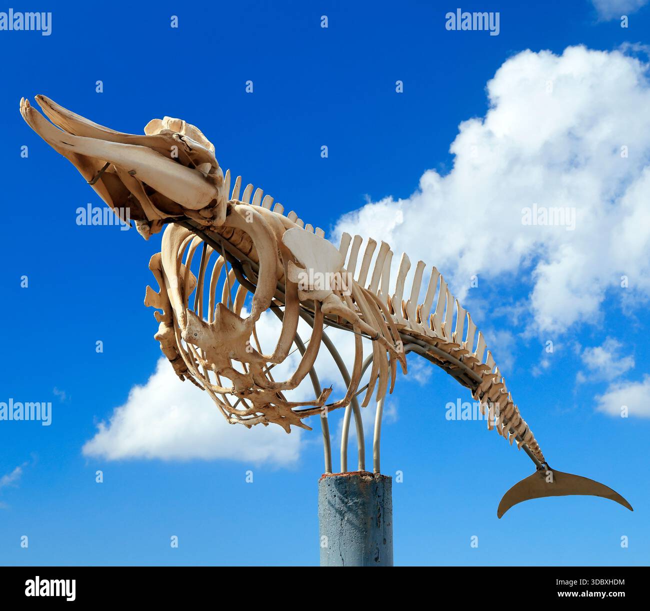 Complete preserved full skeleton bone bones hi-res stock photography ...
