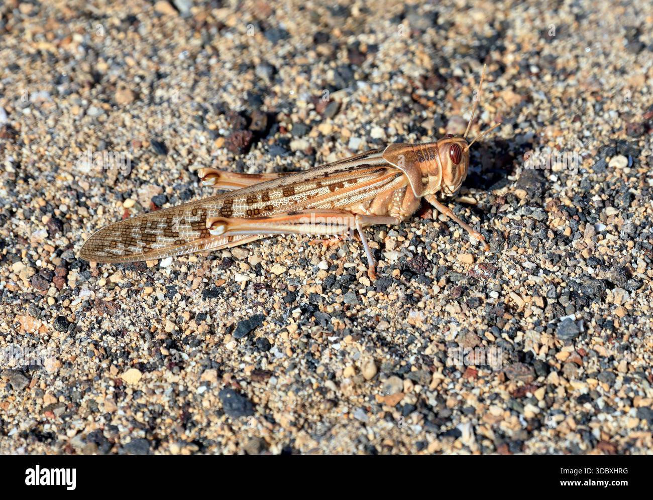 Adult desert locust - Schistocerca gregaria - Fuerteventura, Canary ...