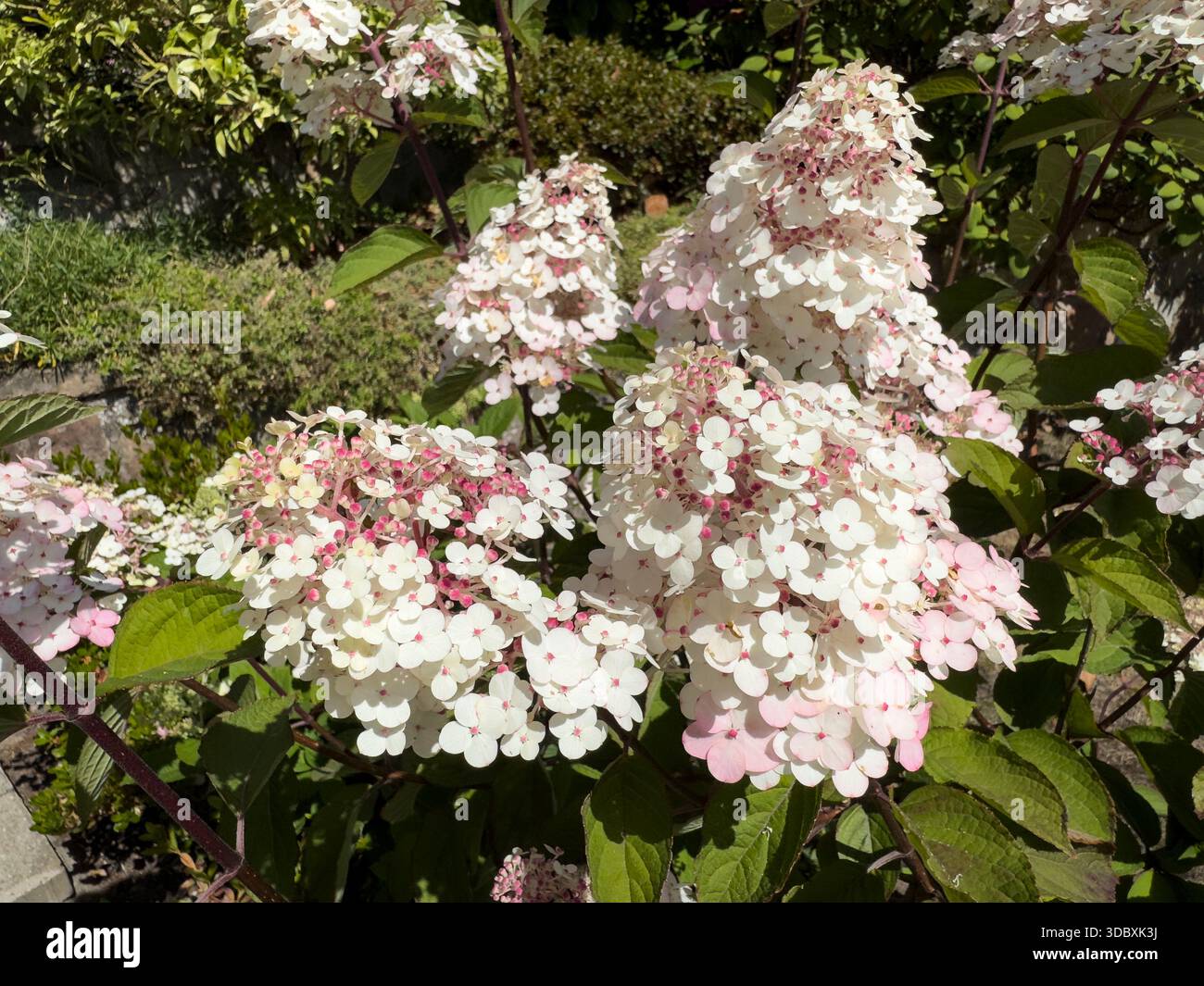 Hydrangea Paniculata Framboisine Rensam displays conical flower ...