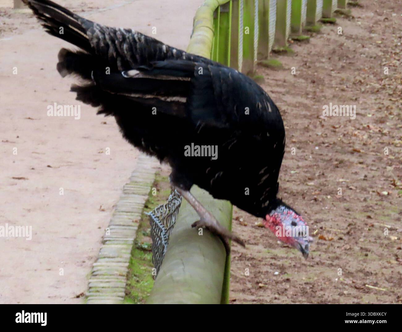 typisch Huehnervogel - immer auf Zaeune, in Gebuesche oder Baeume ...
