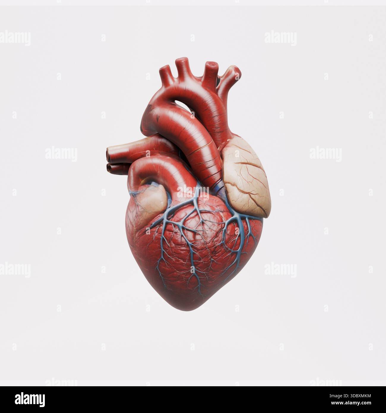 Detailed heart biology arteries hi-res stock photography and images - Alamy