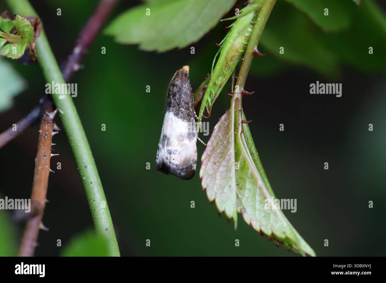 Yellow faced bell moth hi-res stock photography and images - Alamy