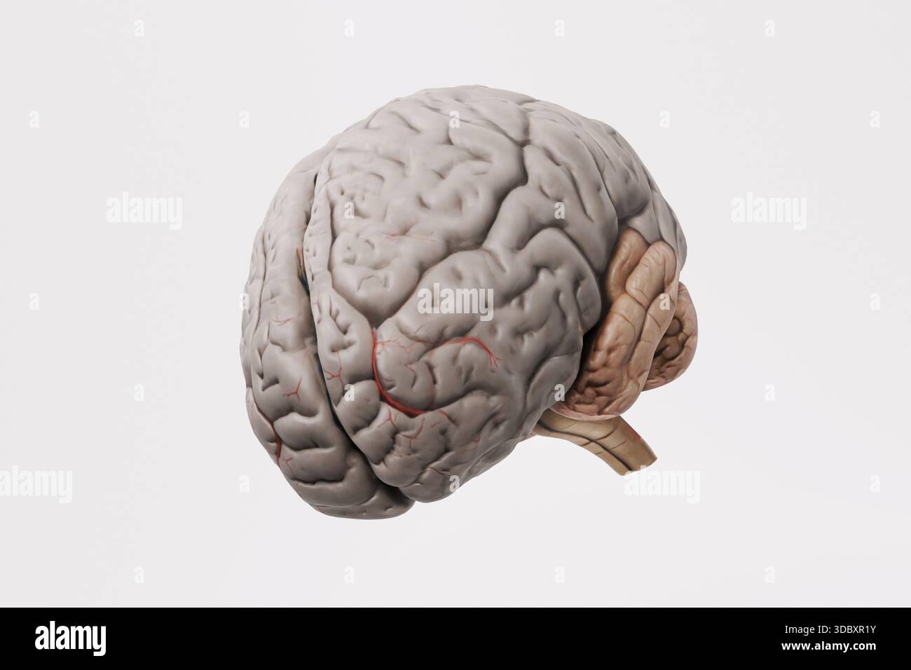 Brain. Psychology And Mental Wellness Concept: Realistic 3D Model Of ...