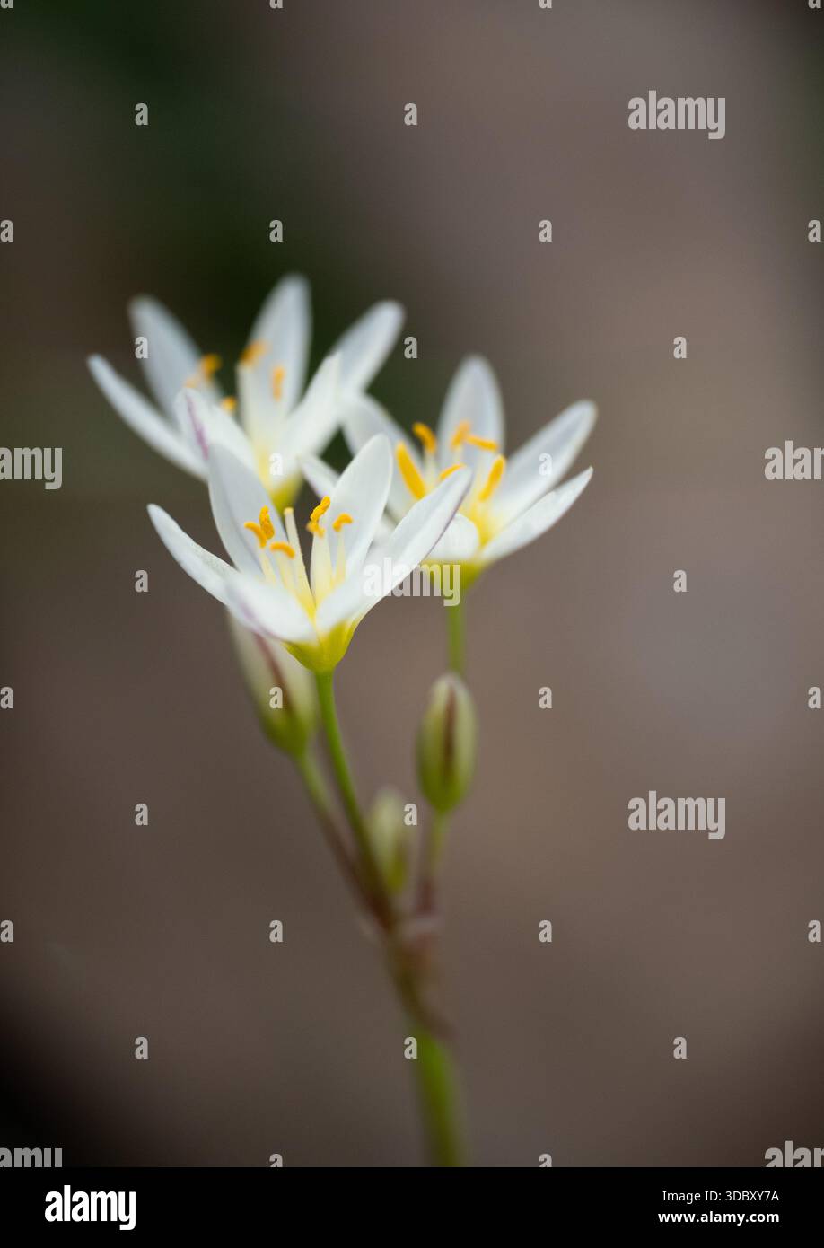False garlic flowers hi-res stock photography and images - Alamy
