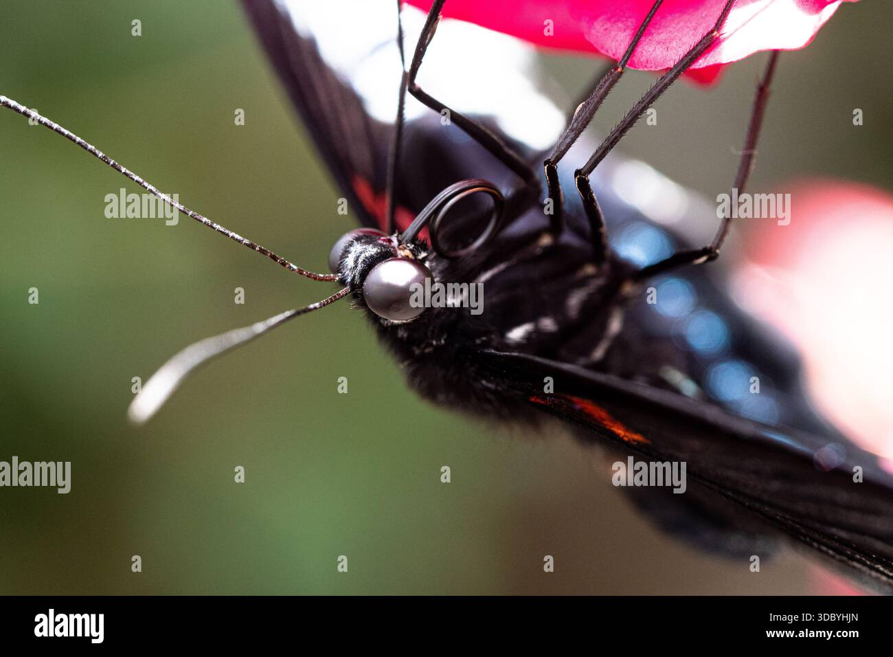 Macro close-up of a black butterfly head showing compound eye, curled ...