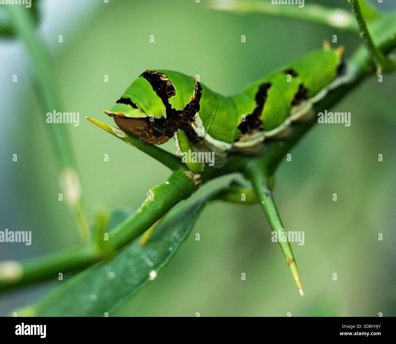 Close-up of a green caterpillar on a thorny stem - macro photo of ...