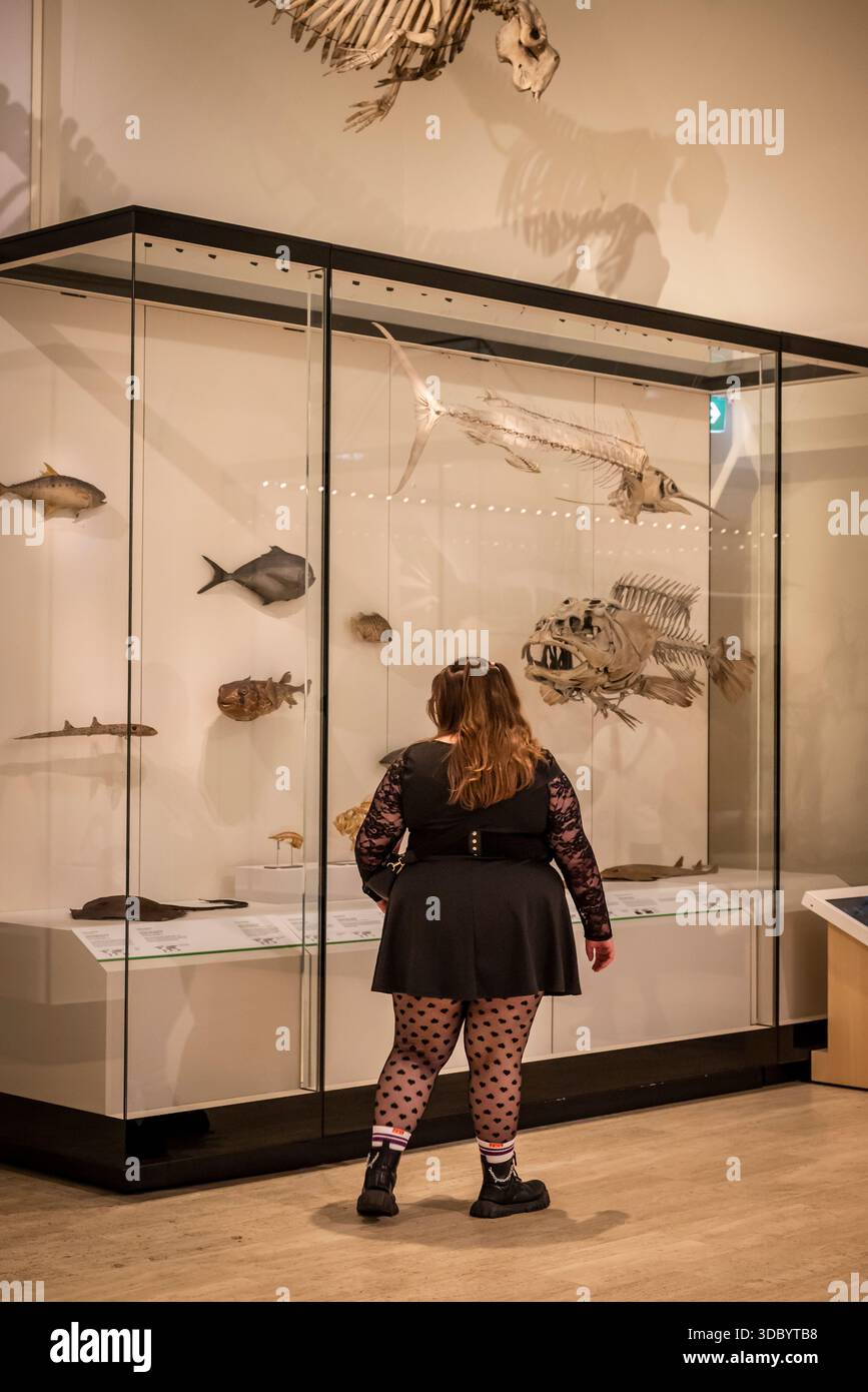 Wild Planet gallery - Visitor looking at glass cabinet wit fish and ...