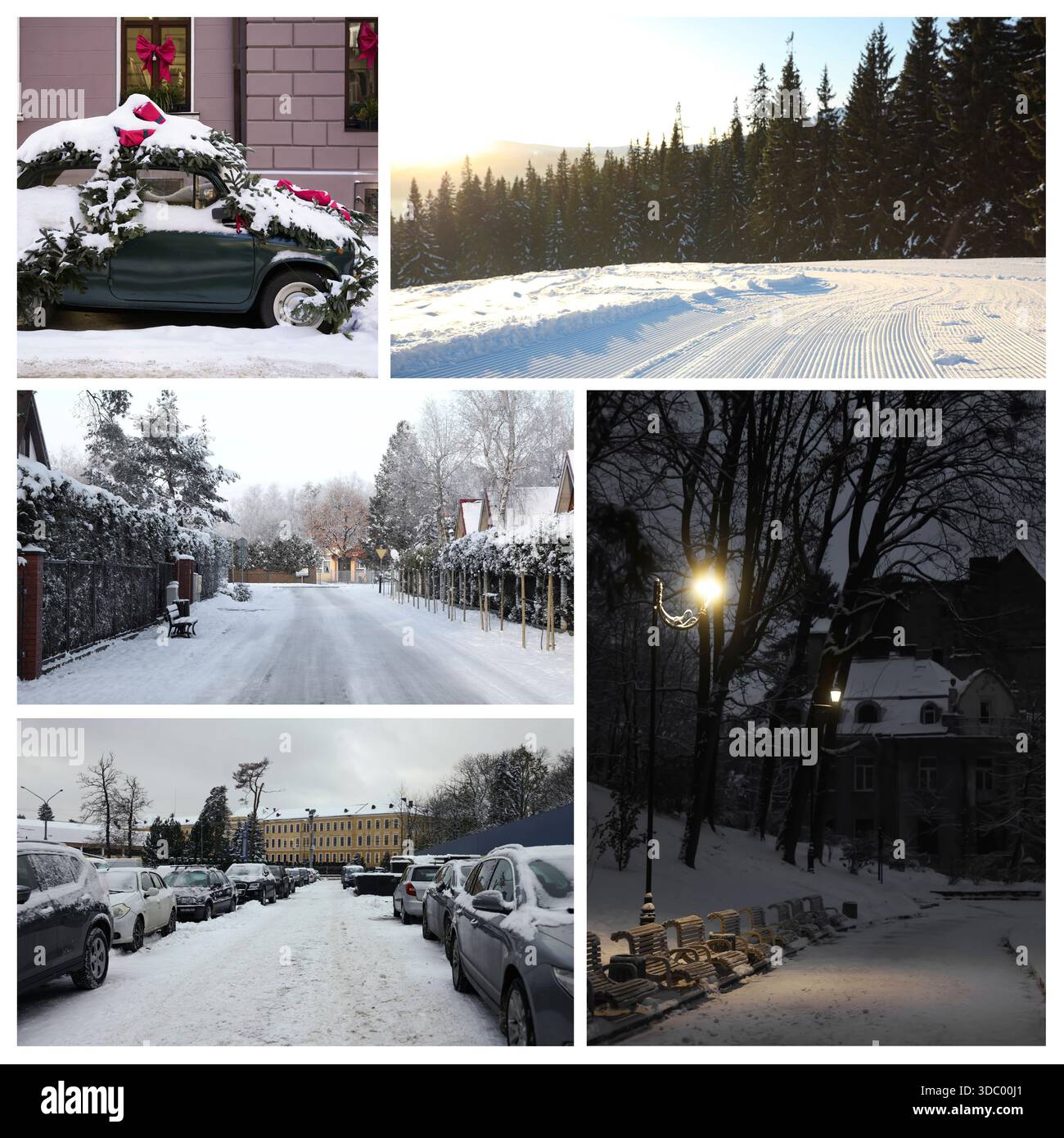 Winter forest night in Cut Out Stock Images & Pictures - Alamy