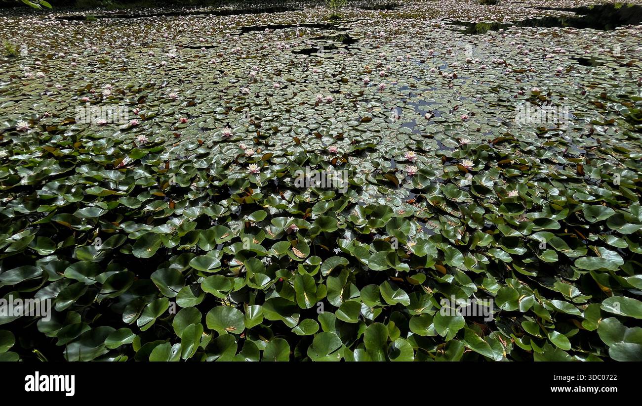 Nature scene of a lake in a park in Valdivia, Chile, densely covered ...