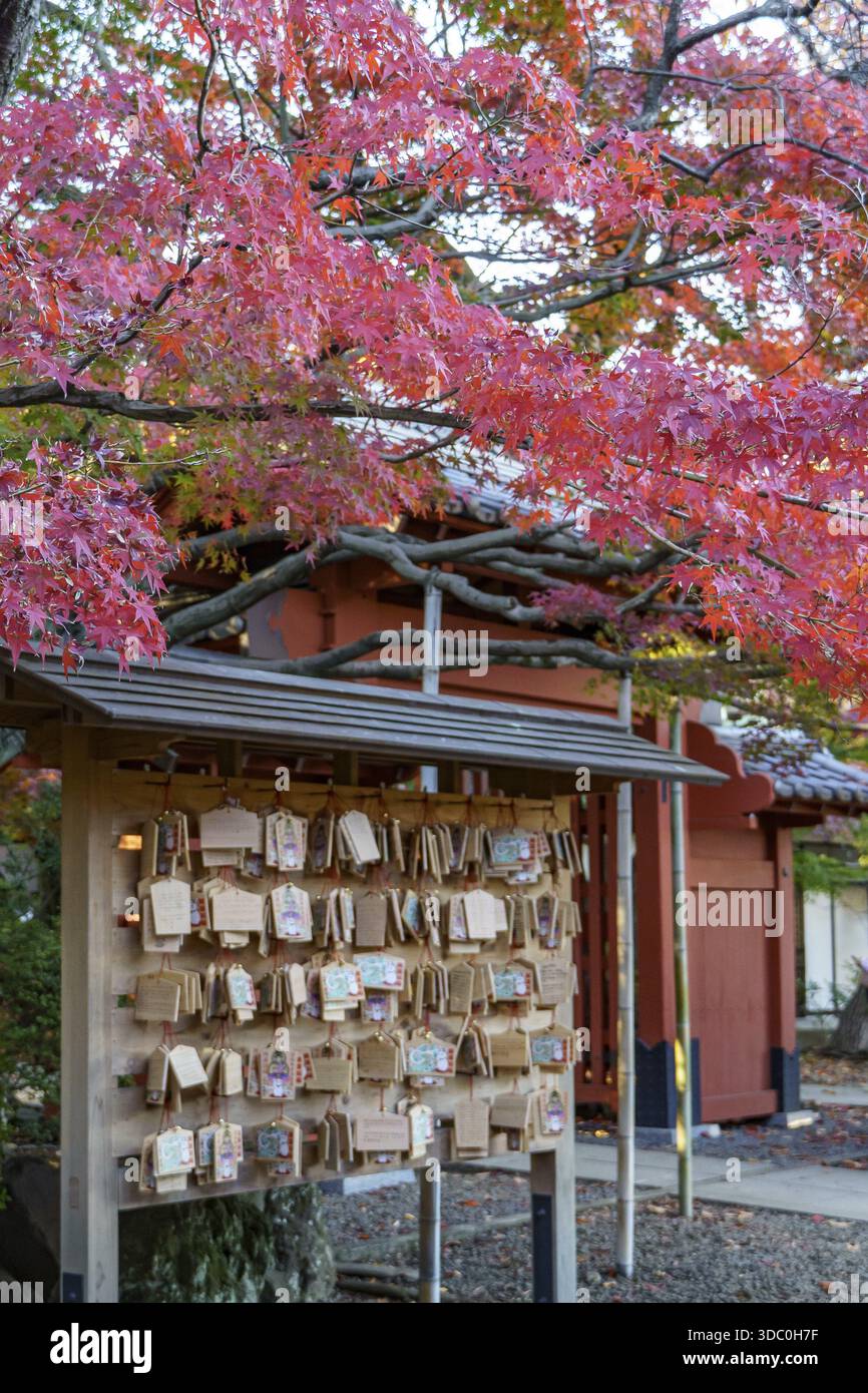 Prayer plaques under red maple trees in the shrine, Tokyo, Japan ...