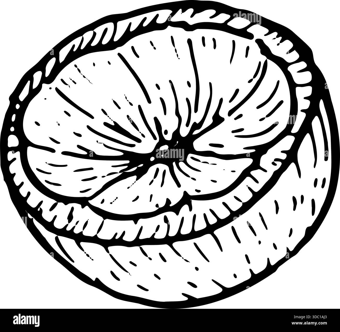 Mangosteen slice vector. Tropical exotic fruit drawing, sweet natural ...
