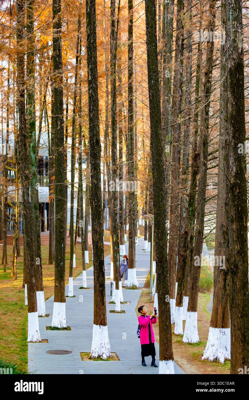 Aerial photo shows the metasequoia trees at a college campus in Jishou ...