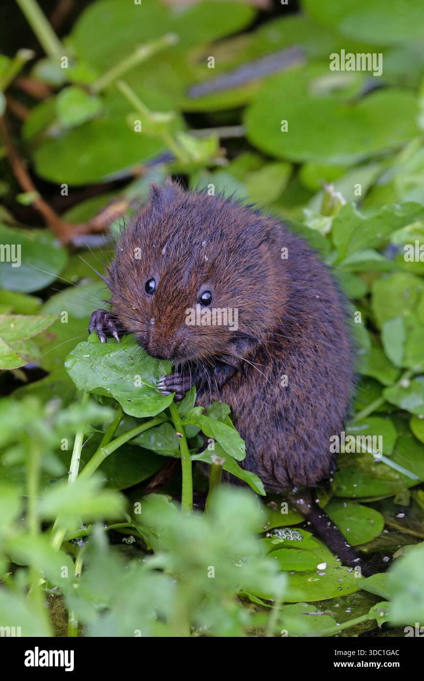 Northern Water Vole (Arvicola terrestris) juvenile eating Watercress ...