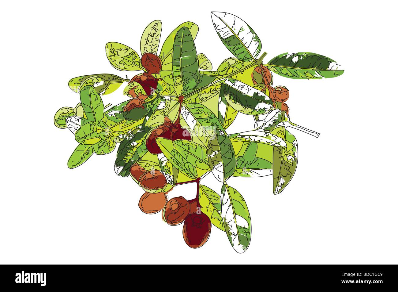 Karanda fruit Stock Vector Images - Alamy